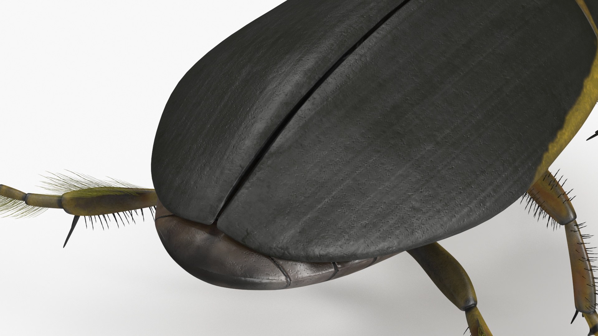 Aquatic Beetle Brown Floating 3D Model - TurboSquid 2248686