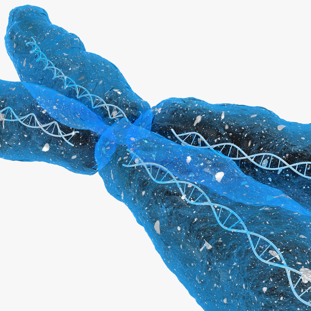 3d Chromosome