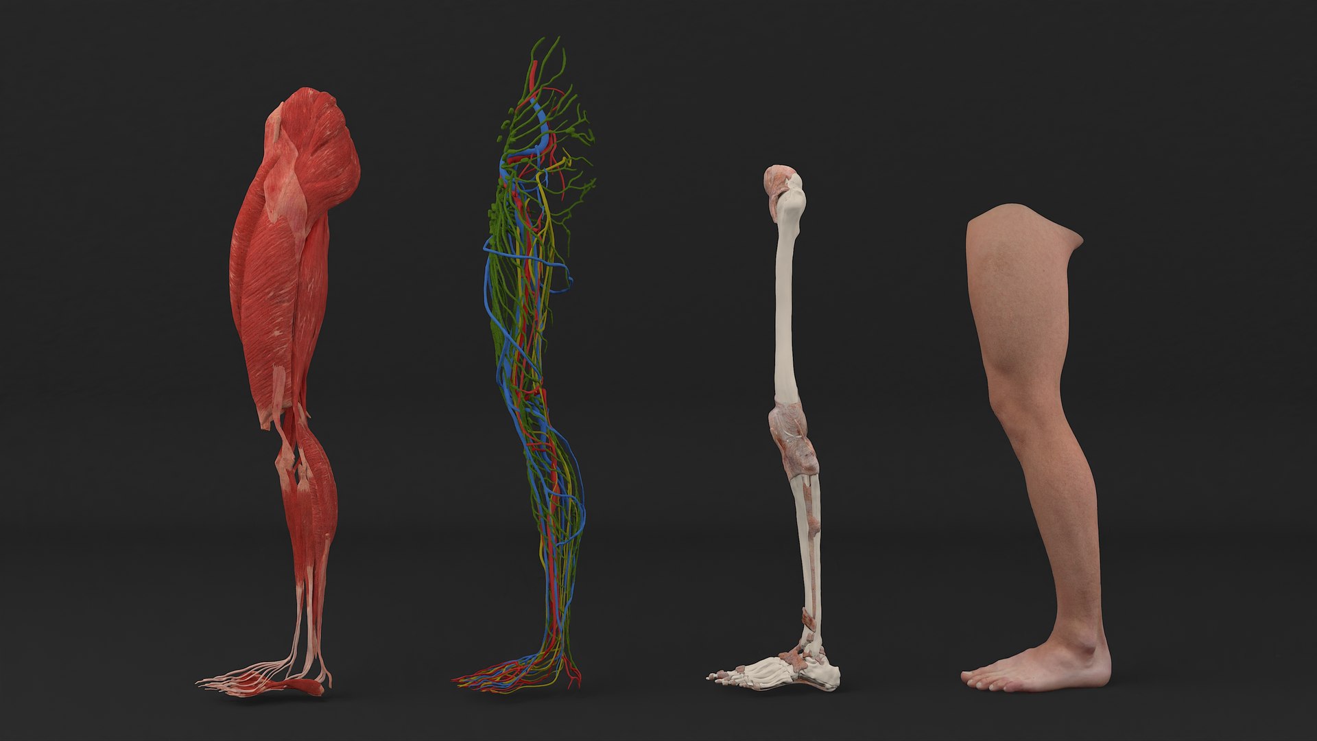 Realistic Leg Anatomy Male 3D model - TurboSquid 2168207