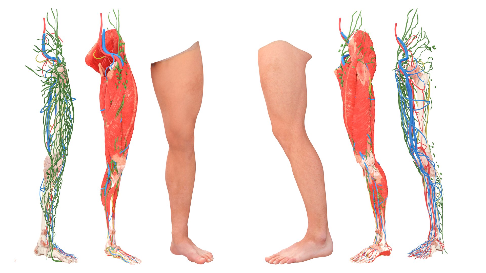 Realistic Leg Anatomy Male 3D model - TurboSquid 2168207