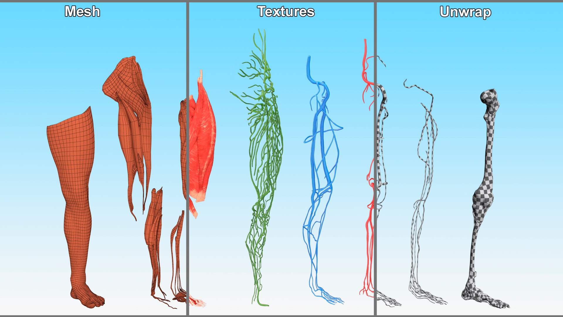 Realistic Leg Anatomy Male 3D model - TurboSquid 2168207