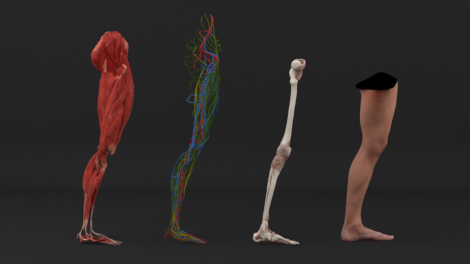 Realistic Leg Anatomy Male 3D model - TurboSquid 2168207
