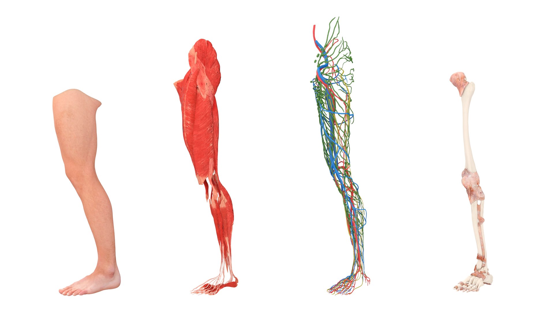 Realistic Leg Anatomy Male 3D model - TurboSquid 2168207