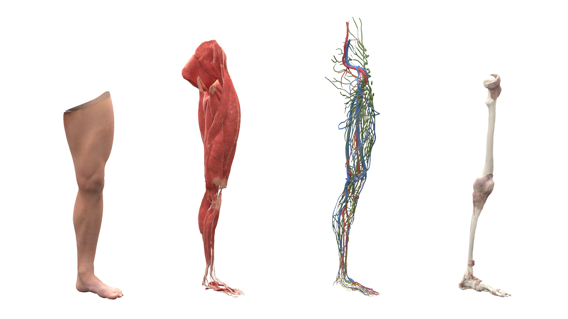 Realistic Leg Anatomy Male 3D model - TurboSquid 2168207