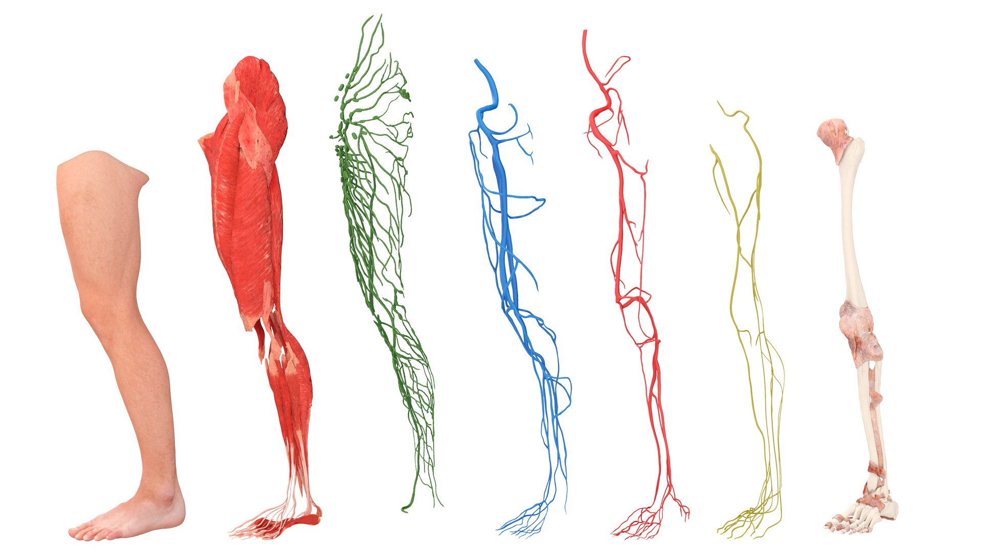 Realistic Leg Anatomy Male 3D model - TurboSquid 2168207