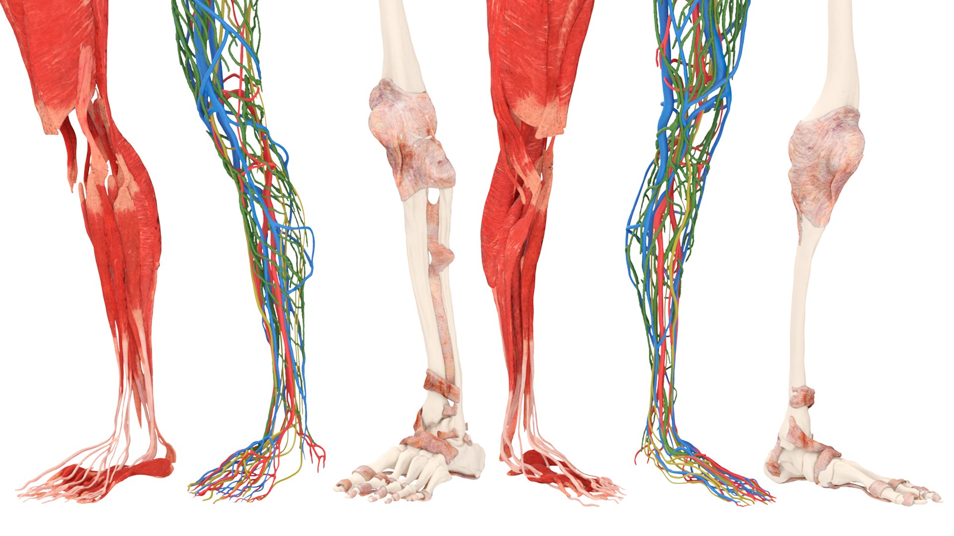 Realistic Leg Anatomy Male 3D model - TurboSquid 2168207