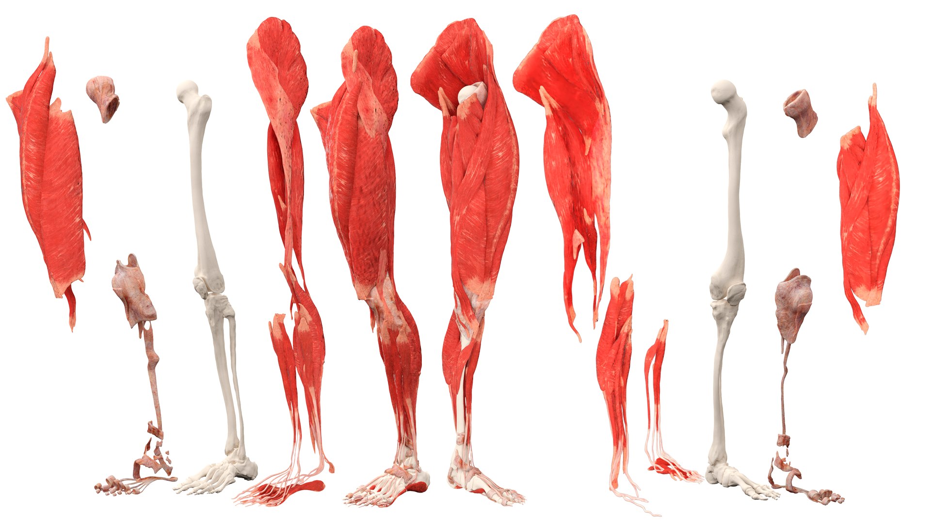 Realistic Leg Anatomy Male 3D model - TurboSquid 2168207