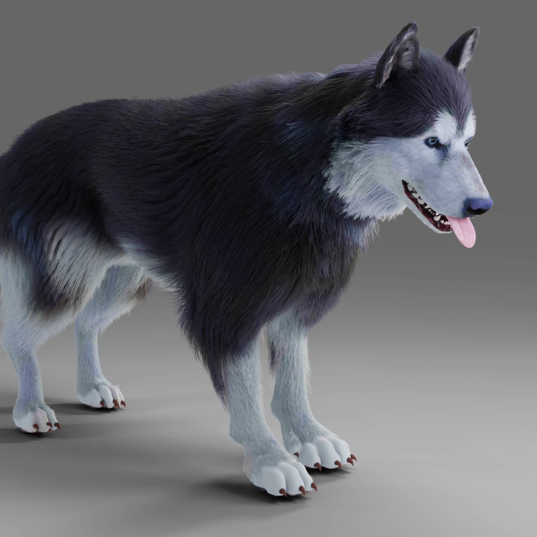 Fur Gray Wolf Rigged V01 in Blender 3D model - TurboSquid 1988176