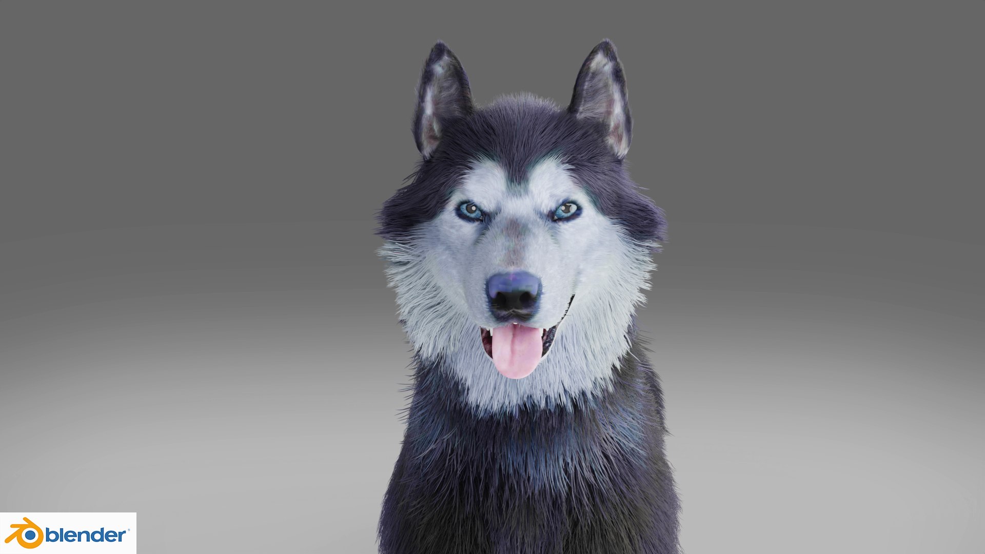 Fur Gray Wolf Rigged V01 In Blender 3D Model - TurboSquid 1988176
