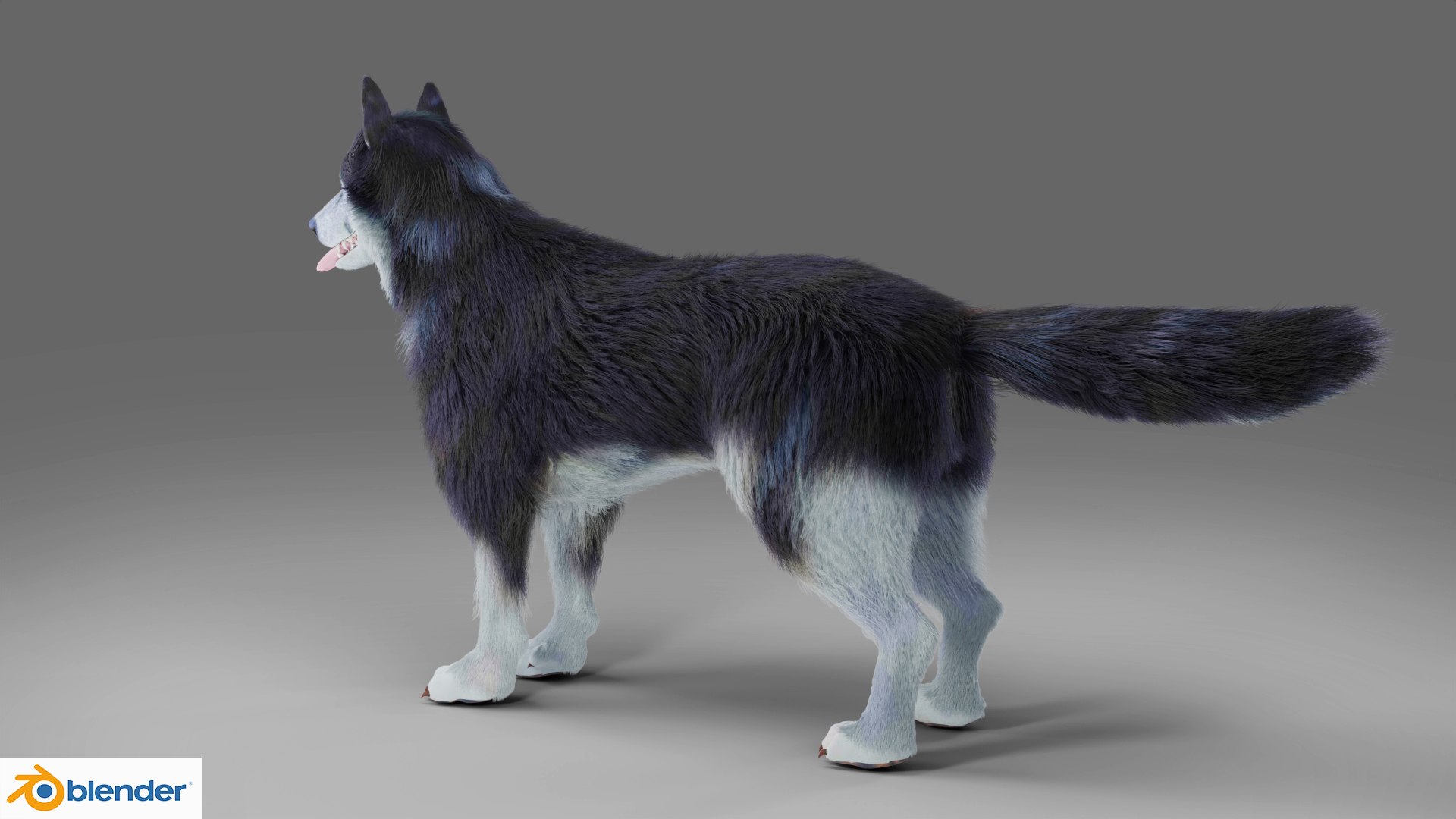 Fur Gray Wolf Rigged V01 In Blender 3D Model - TurboSquid 1988176