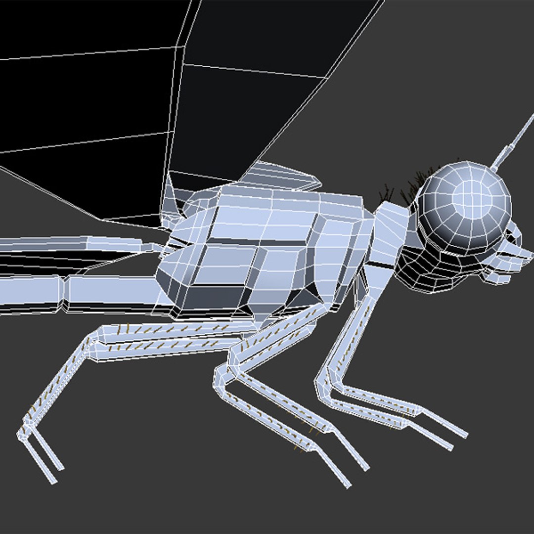 Max Realistic Dragonfly