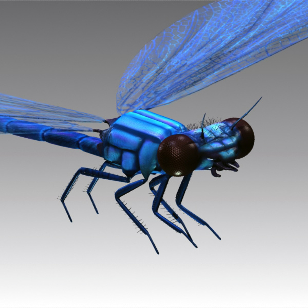 max realistic dragonfly