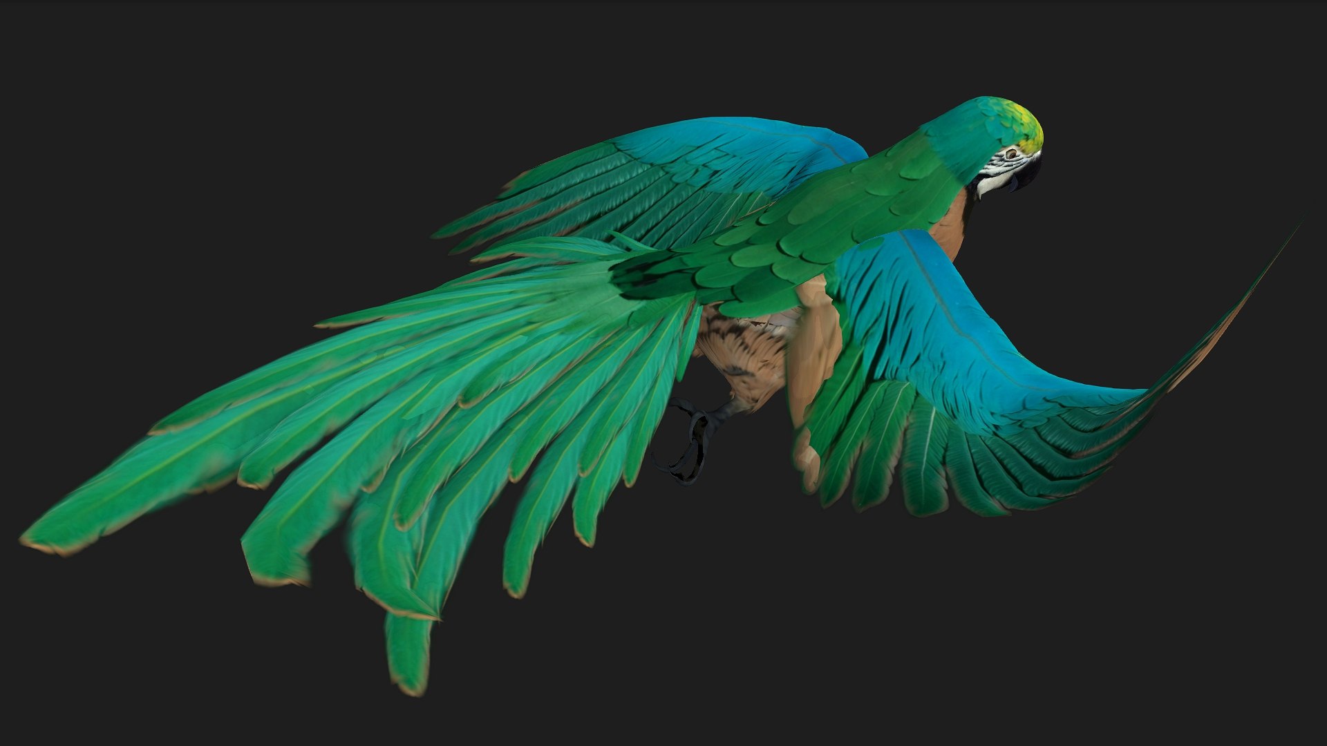 3D Parrot-A5 - TurboSquid 2432635