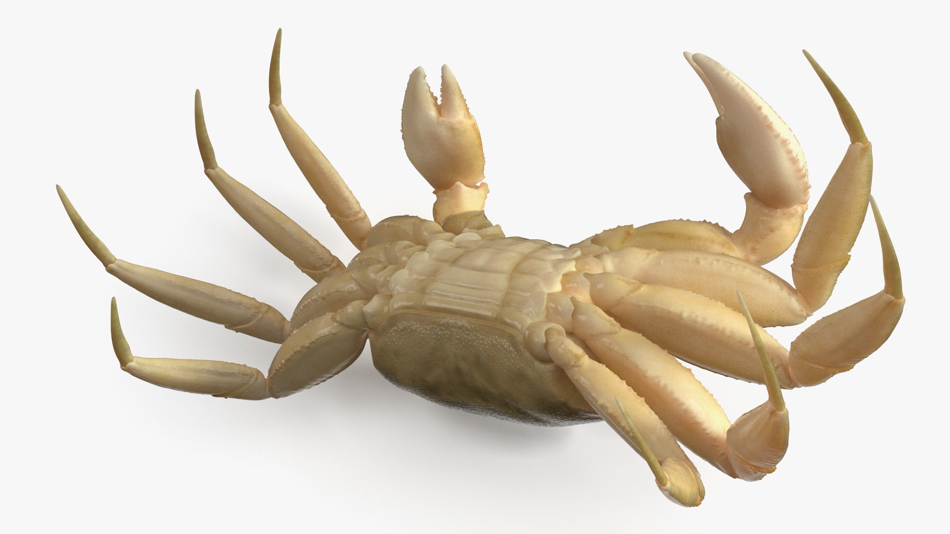 3D Shoreline Sand Crab Beige Looking Pose - TurboSquid 2422316