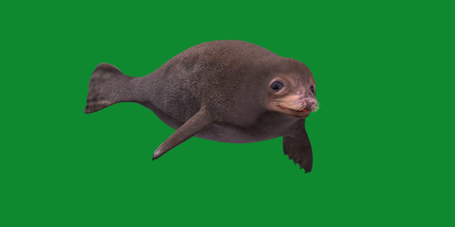 Common Seal 3D Model - TurboSquid 2306542