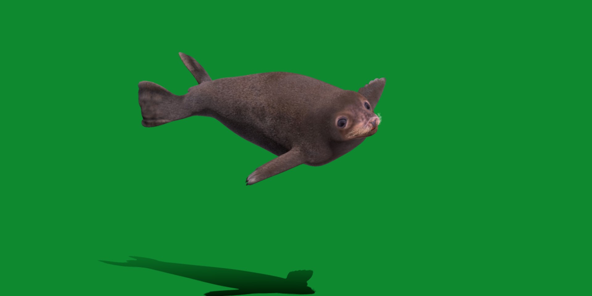 Common Seal 3D Model - TurboSquid 2306542