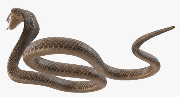 3D model rigged snakes 5 - TurboSquid 1487816