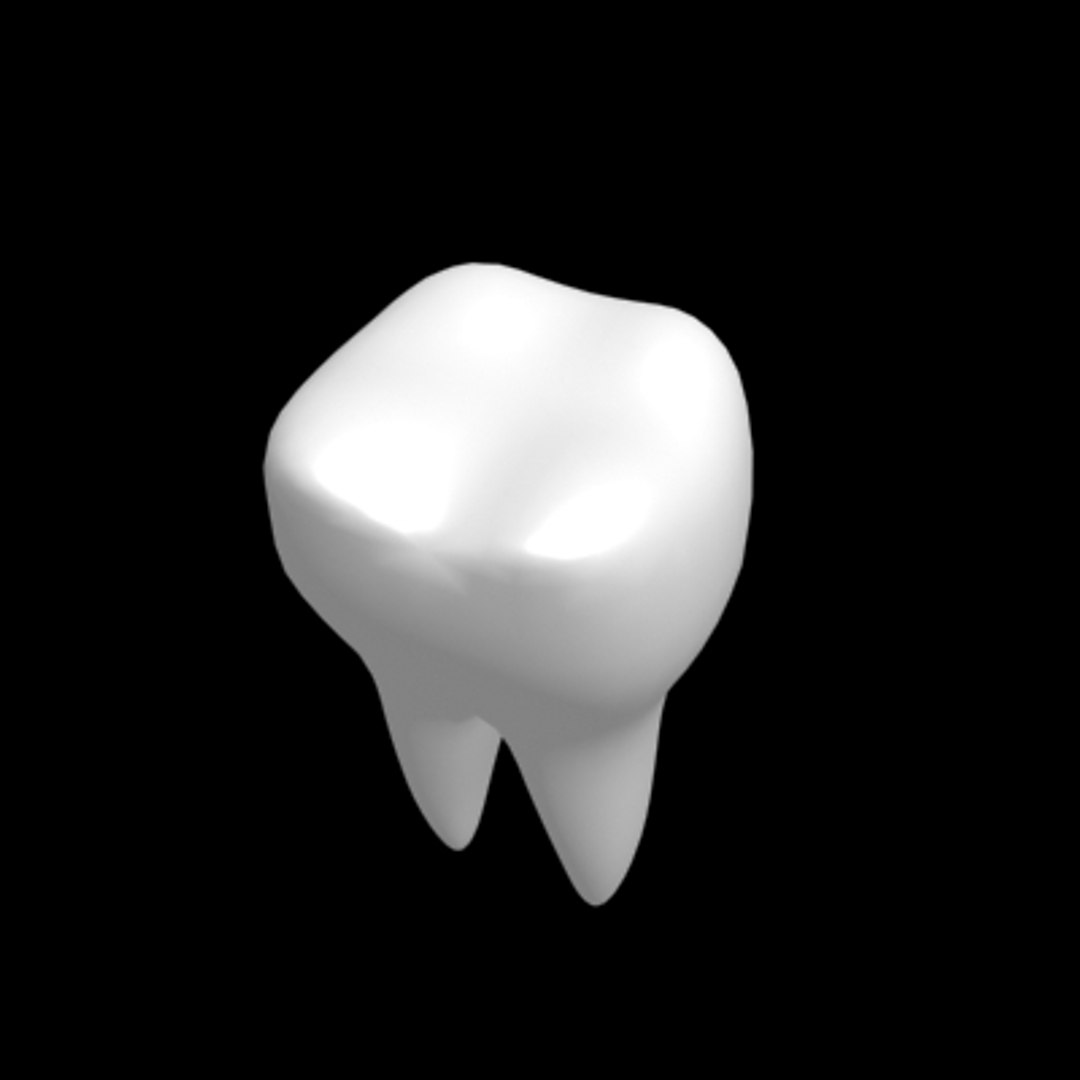 3d Human Tooth Model