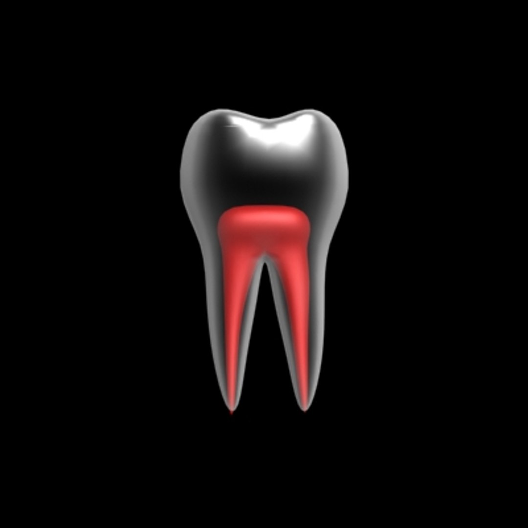3d Human Tooth Model