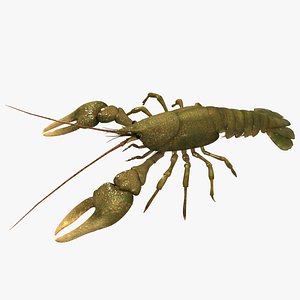3D Crayfish Models - Browse & Download Formats - TurboSquid