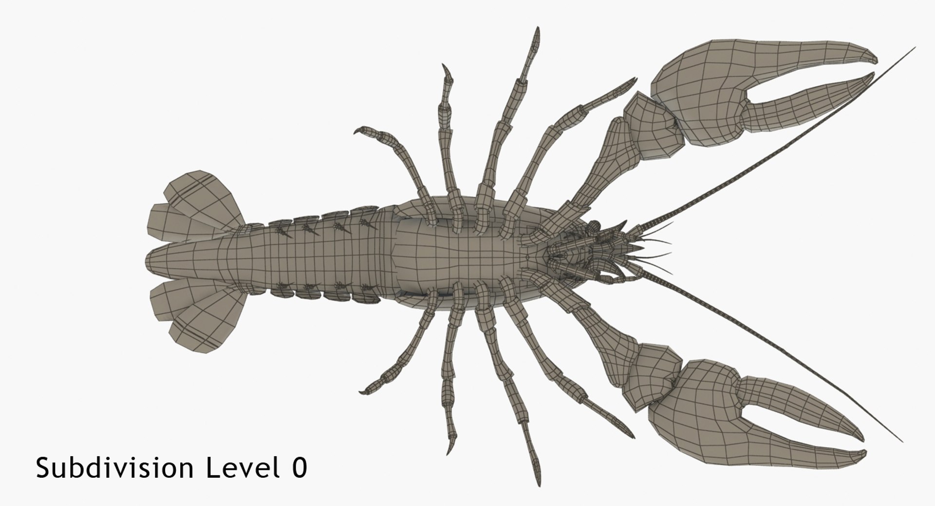 Crayfish 3d X