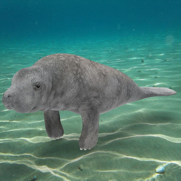 3d model manatees