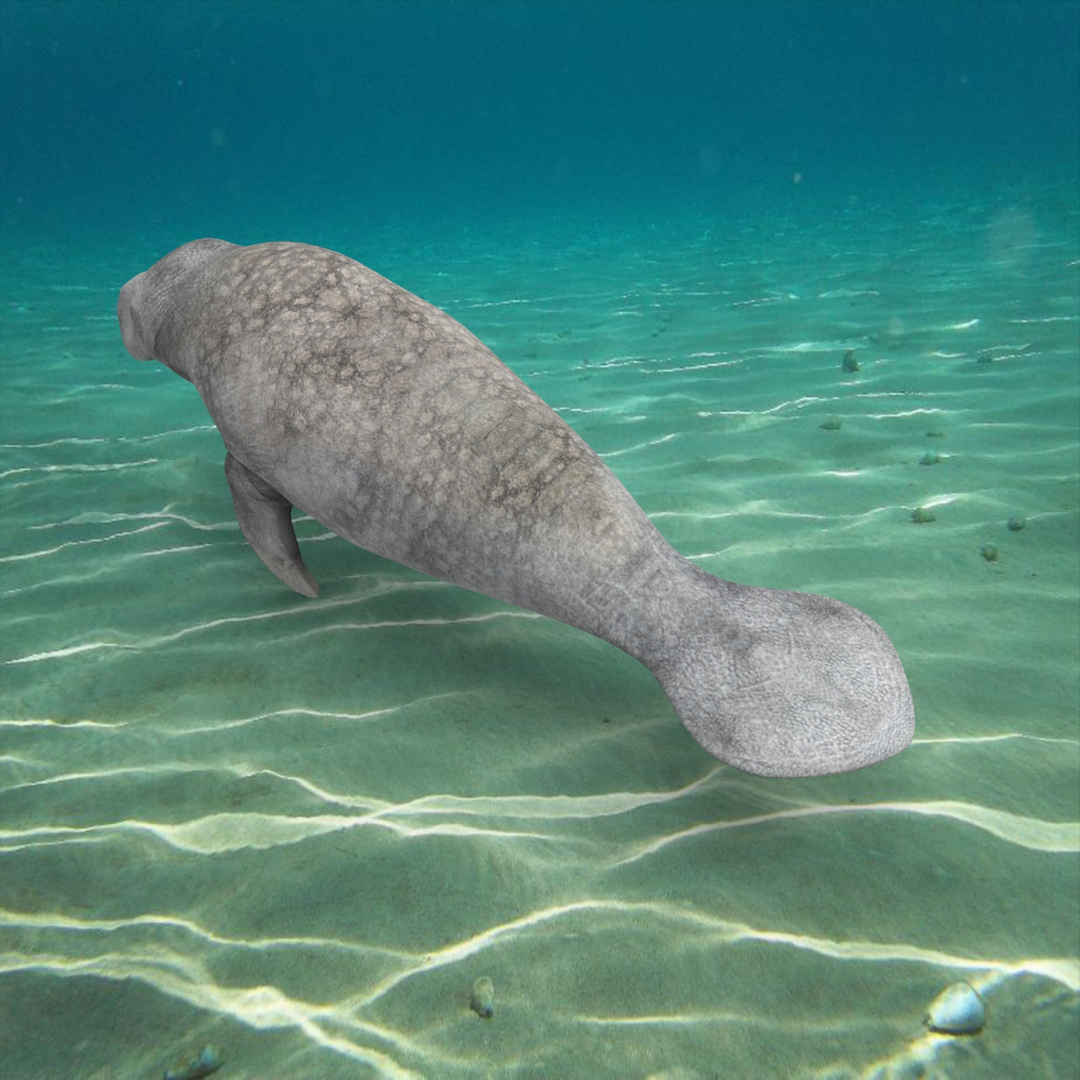3d model manatees