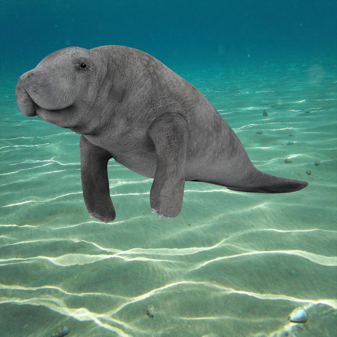 3d Model Manatees