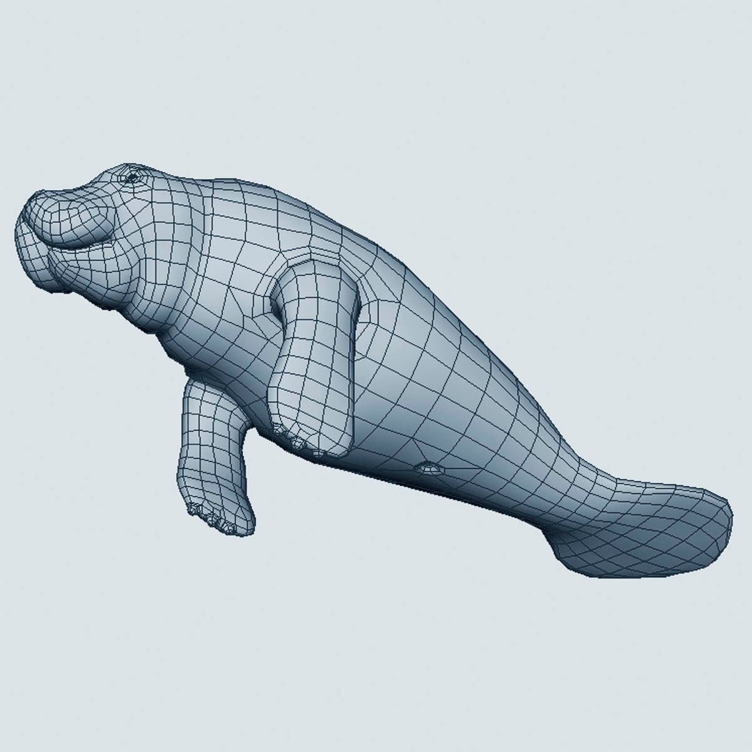 3d Model Manatees