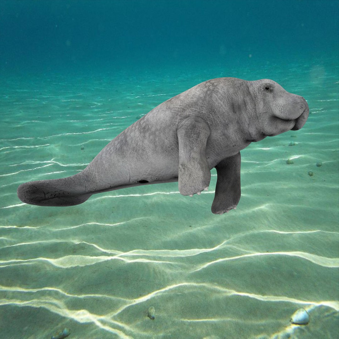 3d Model Manatees