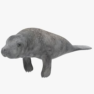 Manatee 3D Models for Download | TurboSquid