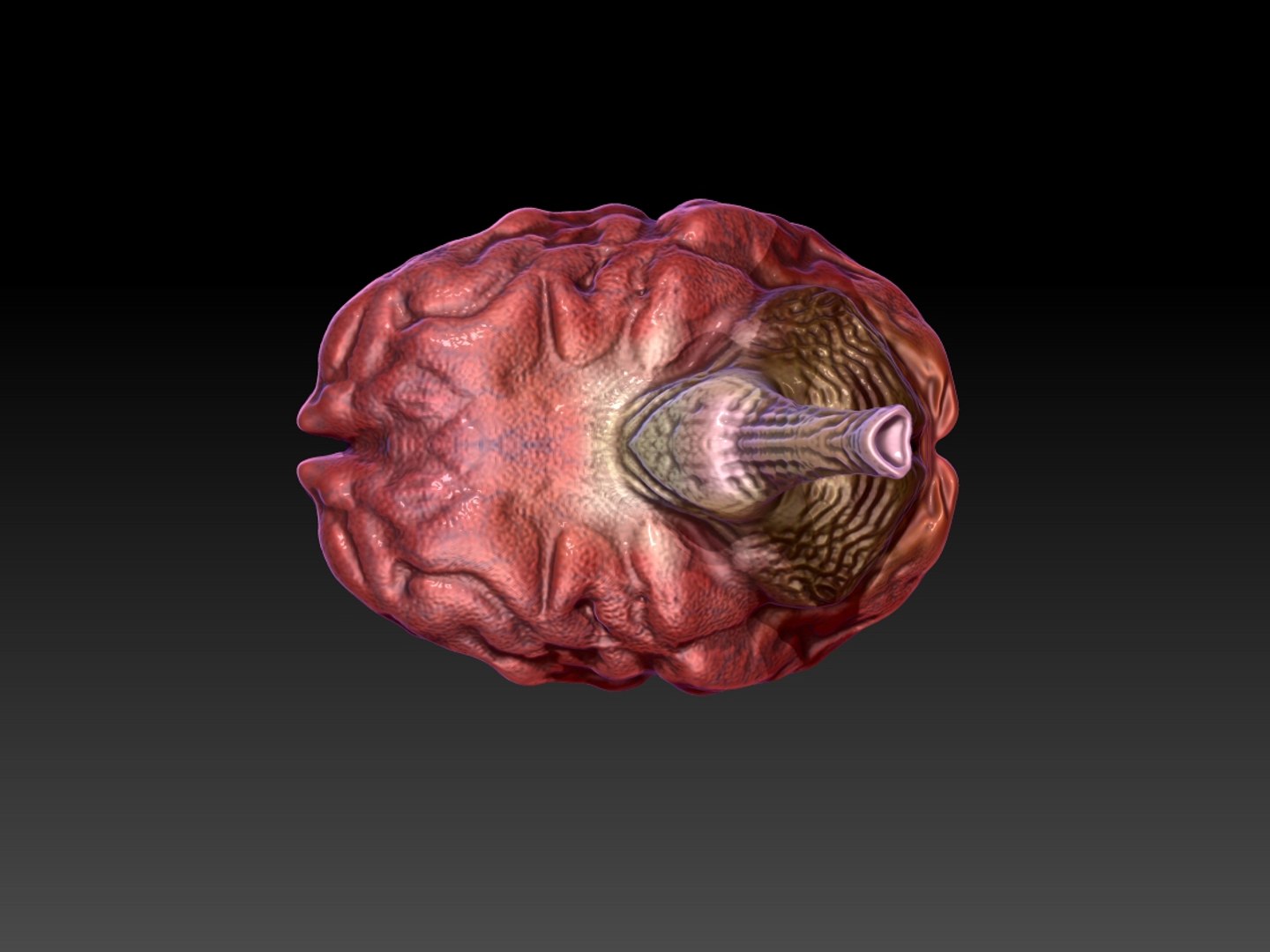3D brain - TurboSquid 869628