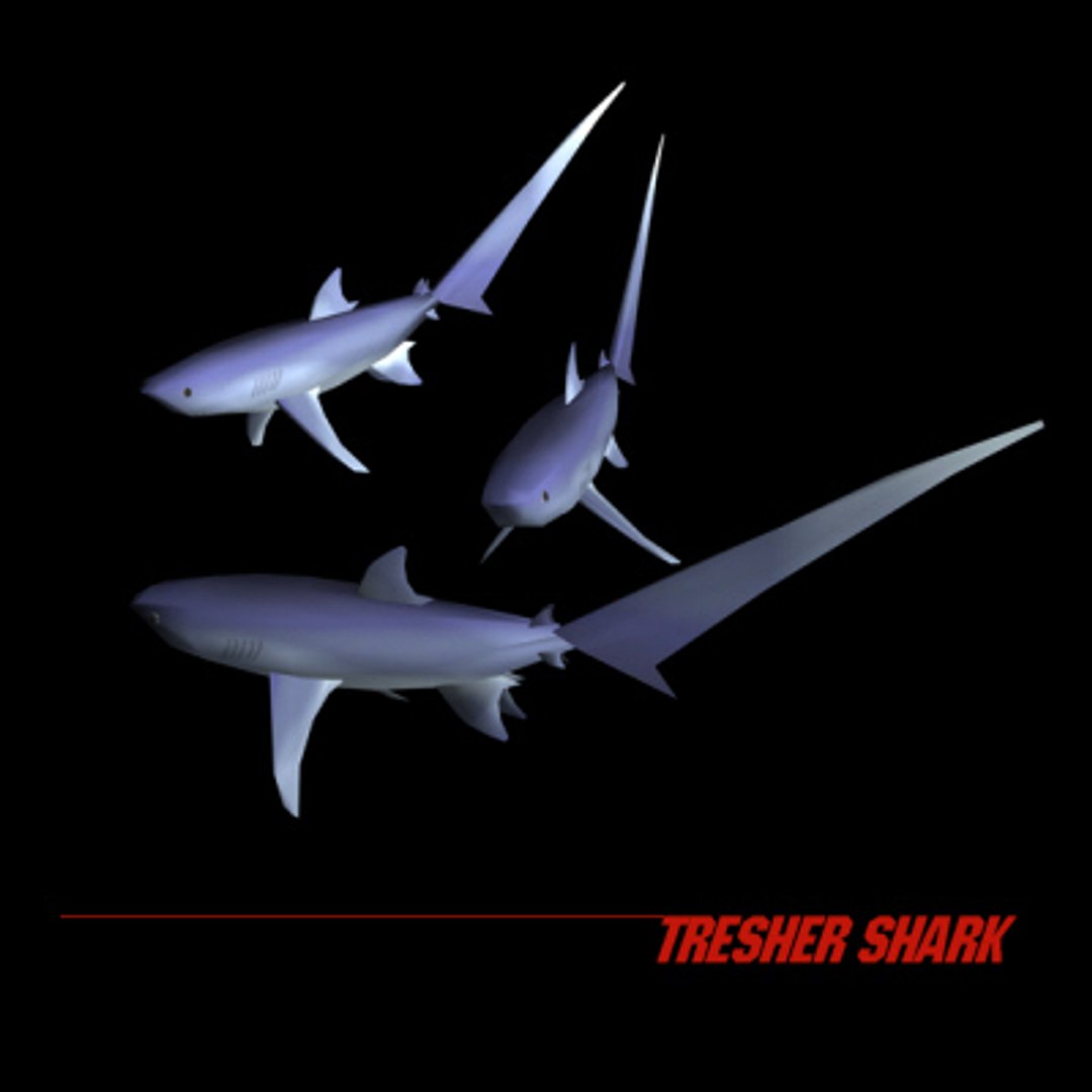 3ds Tresher Shark