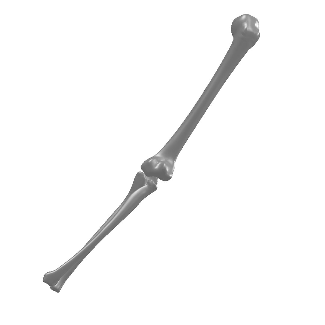 3d Model Arm Skeleton