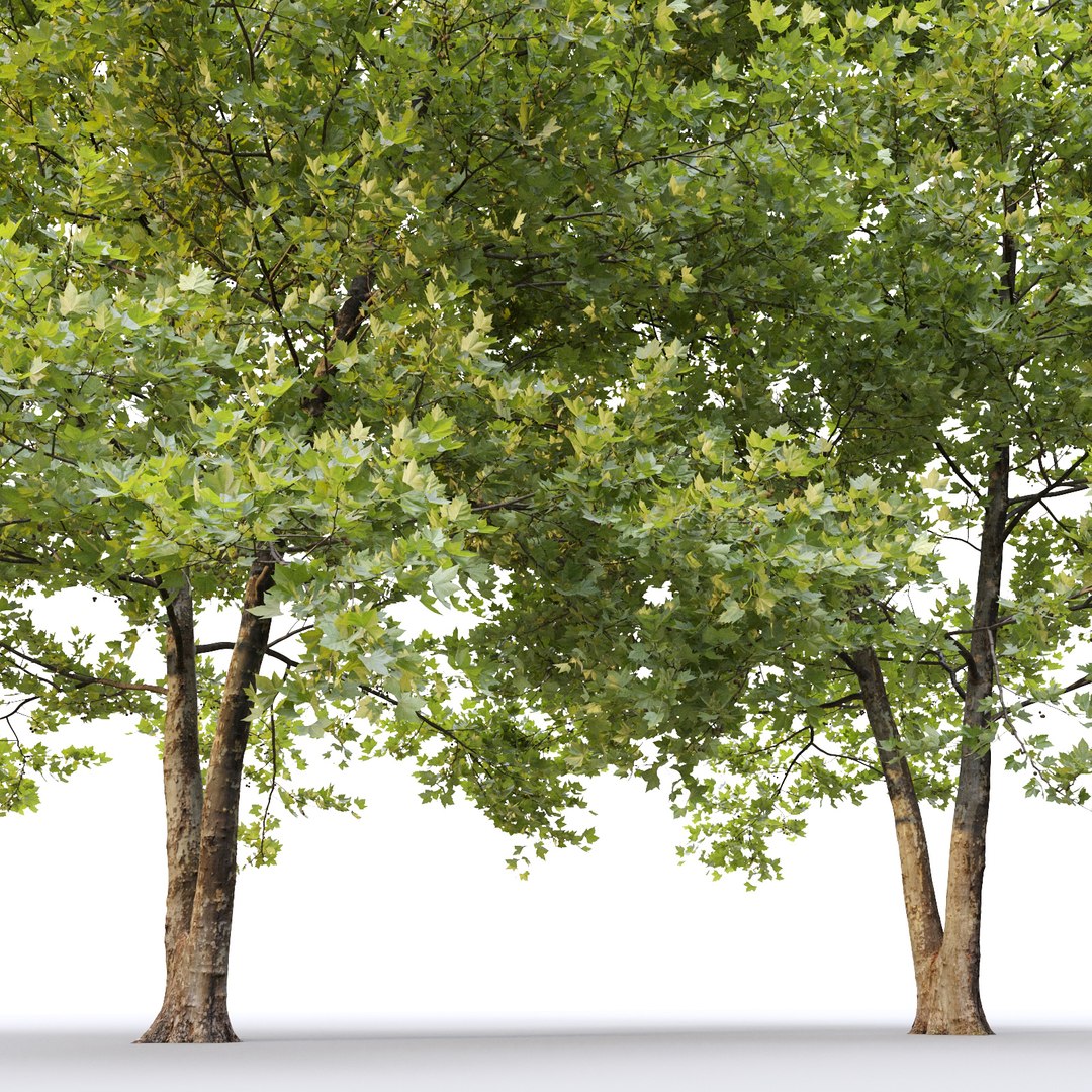 3D model Plane-tree Sycamore Platanus V8 - TurboSquid 1794215