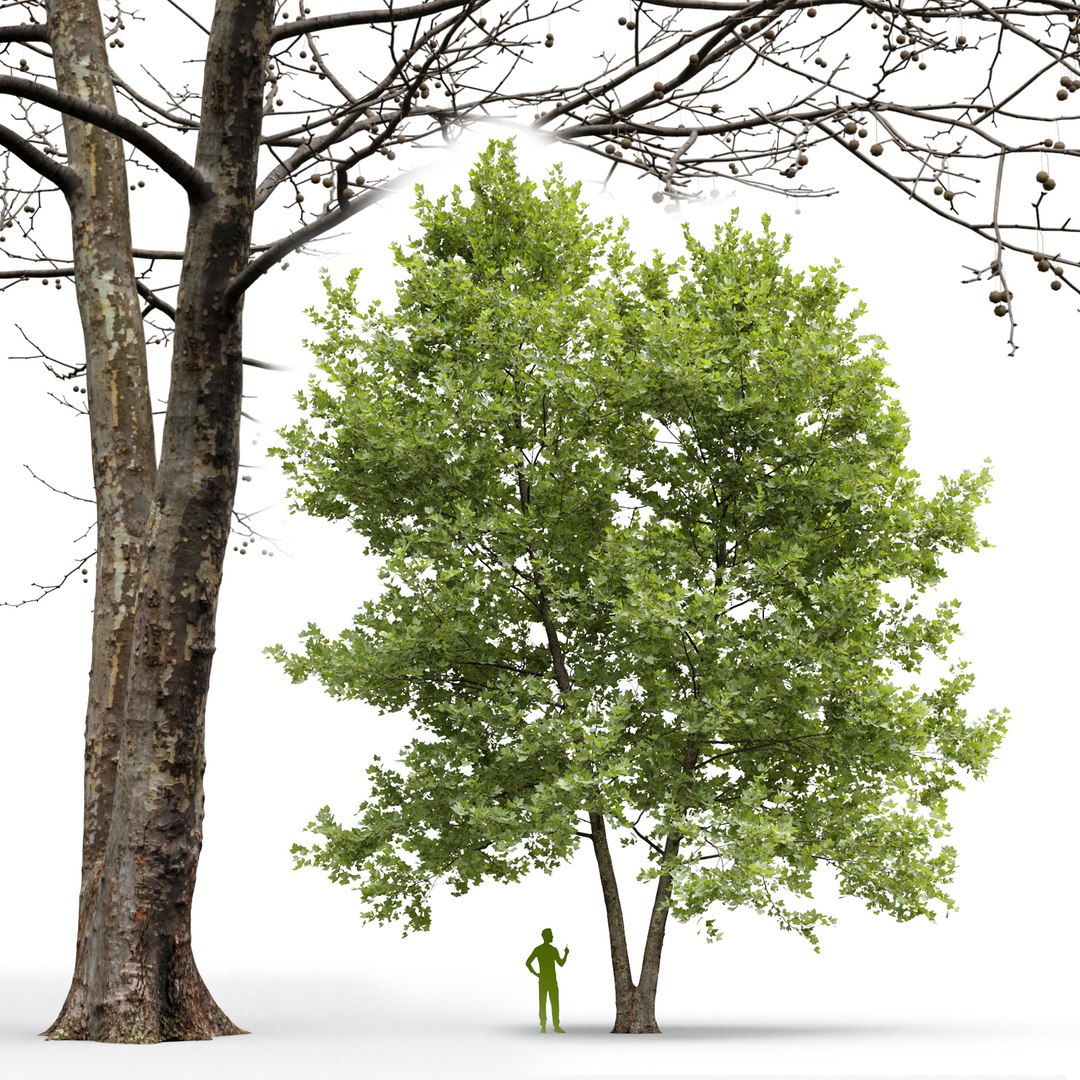 3D model Plane-tree Sycamore Platanus V8 - TurboSquid 1794215