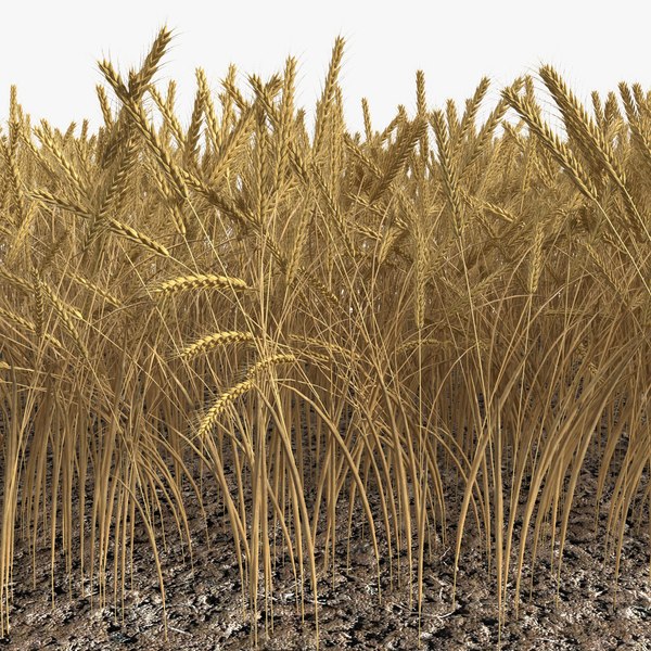 3D Wheat Models | TurboSquid