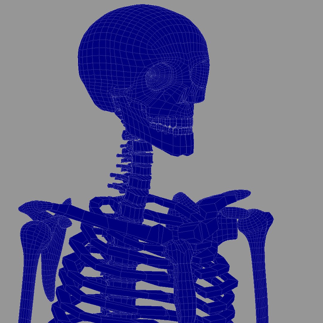 maya human skeleton