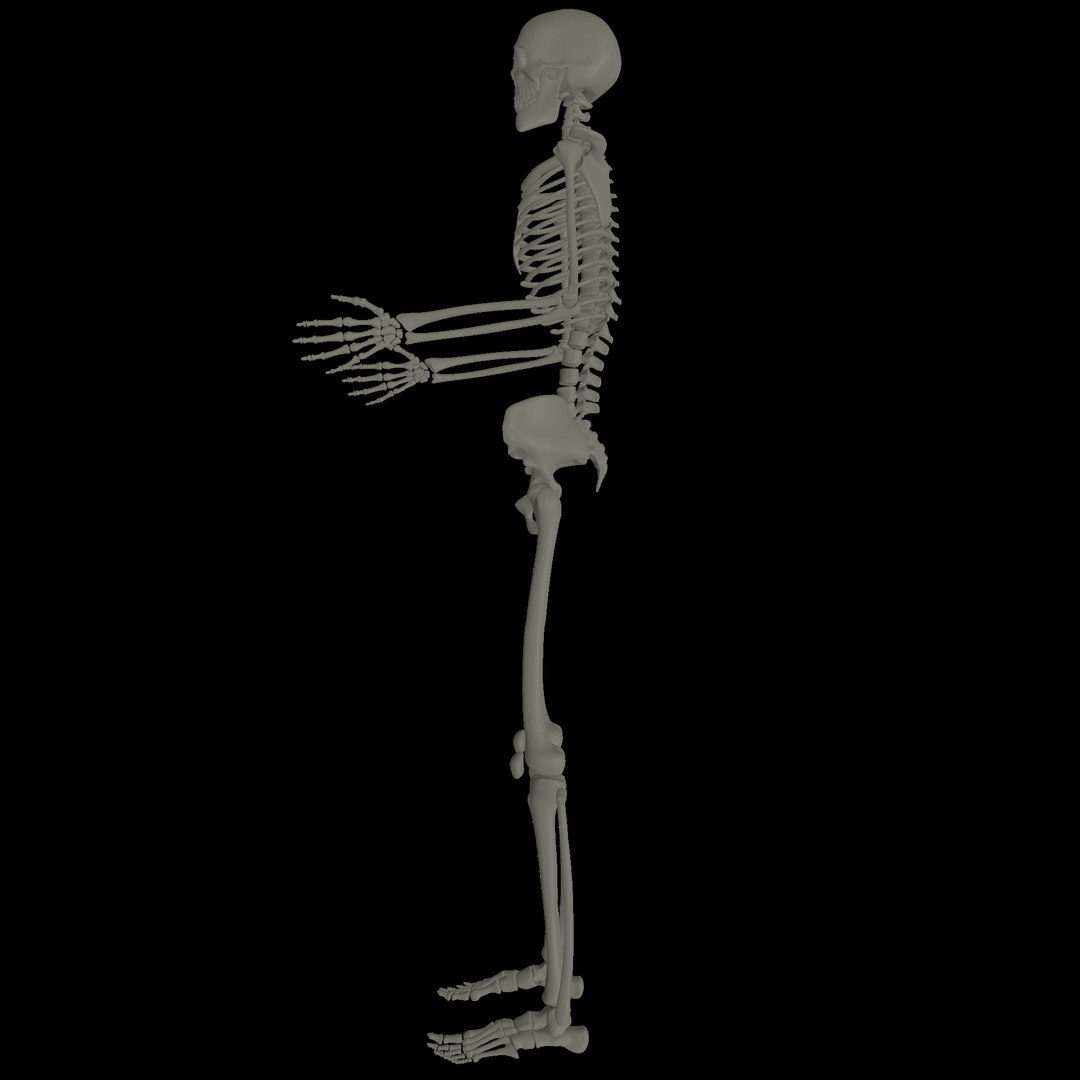 maya human skeleton