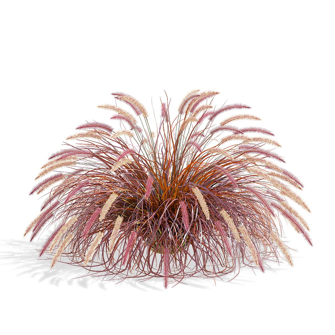 Pennisetum Setaceum Rubrum 3D - TurboSquid 2275960