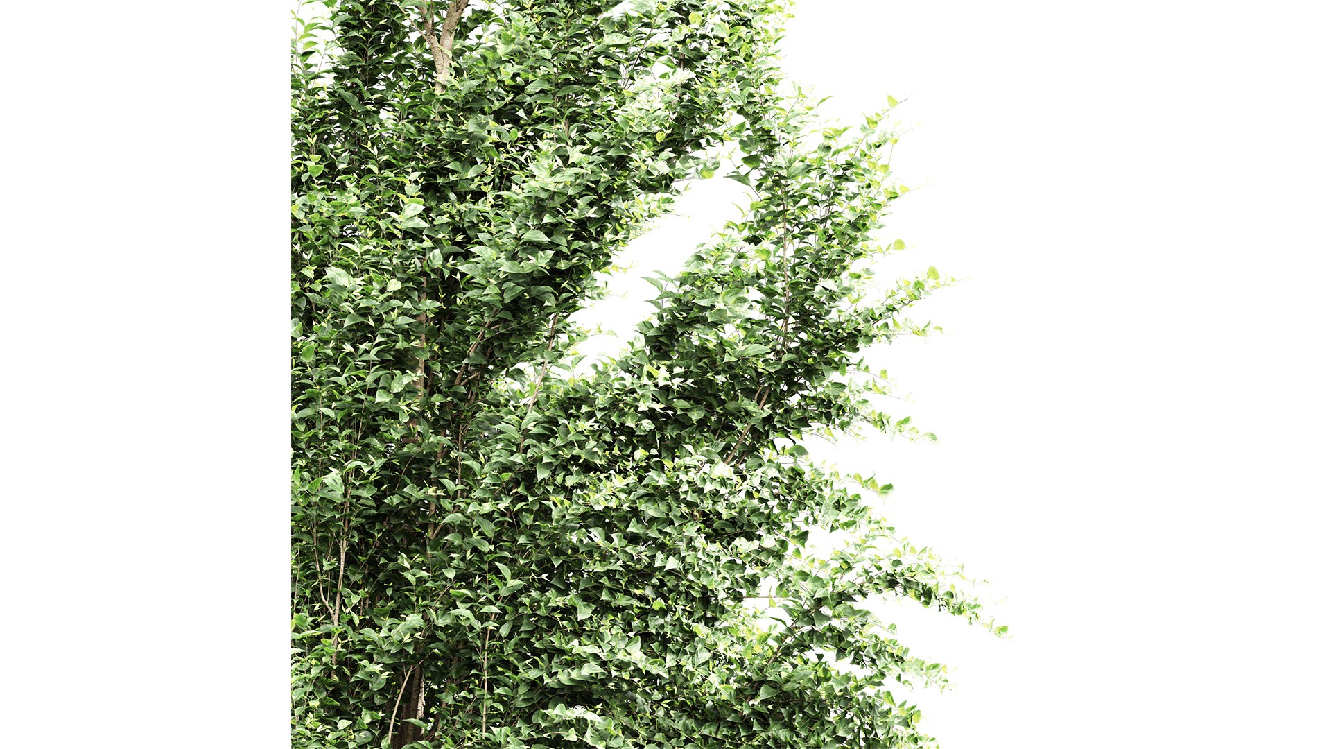 Carpinus Betulus Broadleaf-2 Trees 3D Model - TurboSquid 2181370