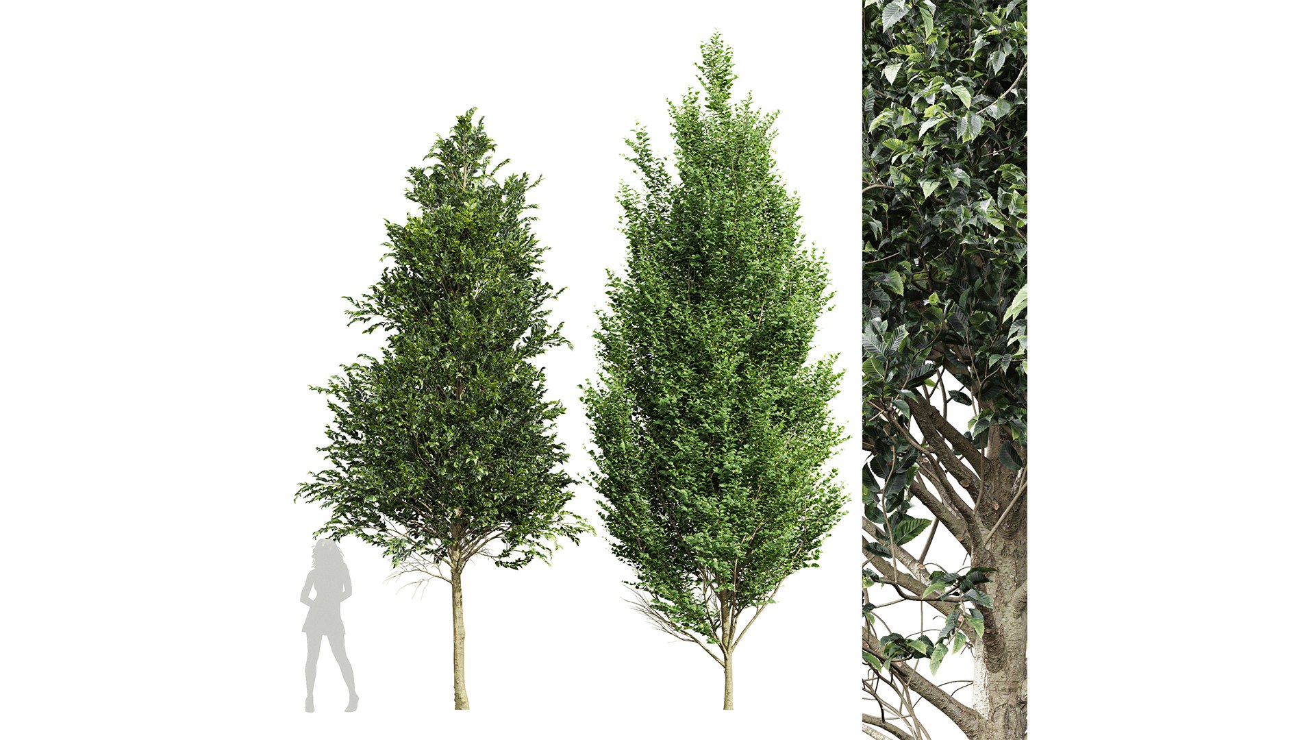 Carpinus Betulus Broadleaf-2 Trees 3D Model - TurboSquid 2181370