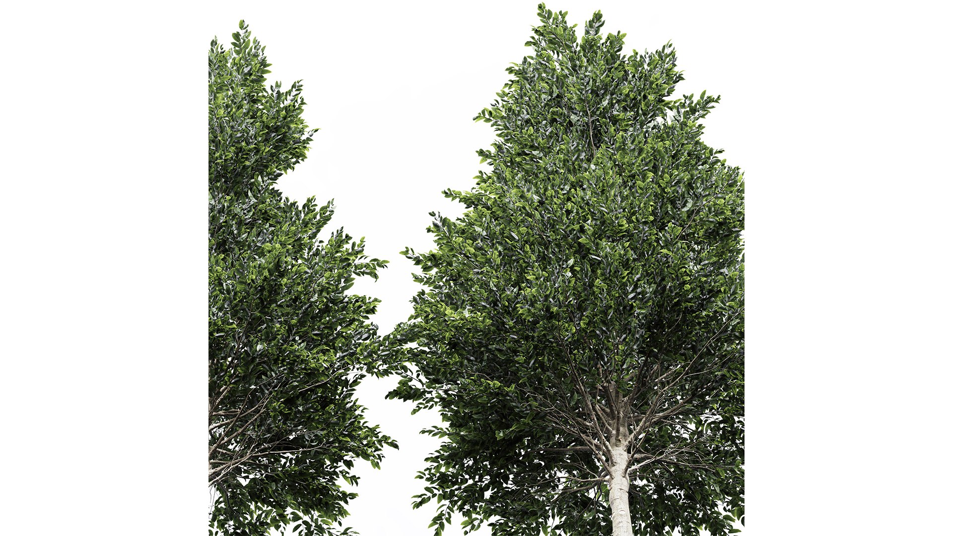 Carpinus Betulus Broadleaf-2 Trees 3D Model - TurboSquid 2181370