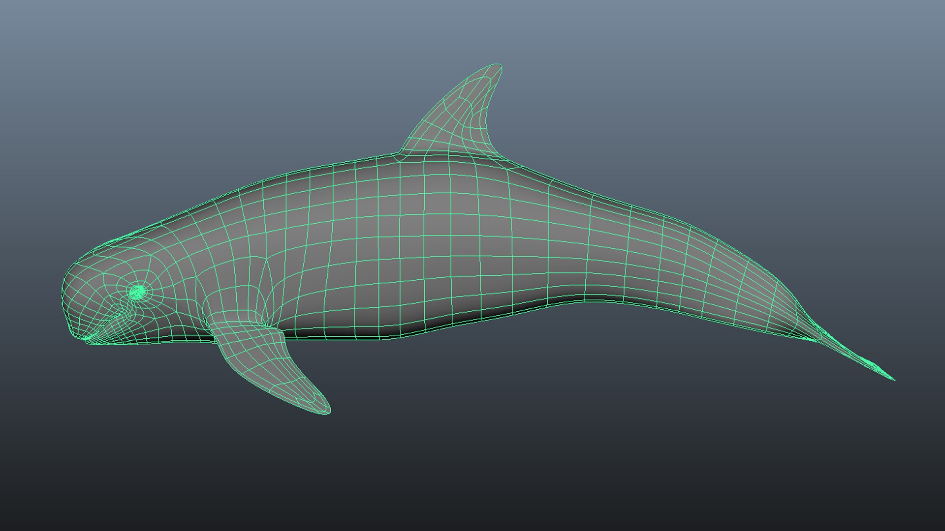3D Risso S Dolphin - TurboSquid 1790155