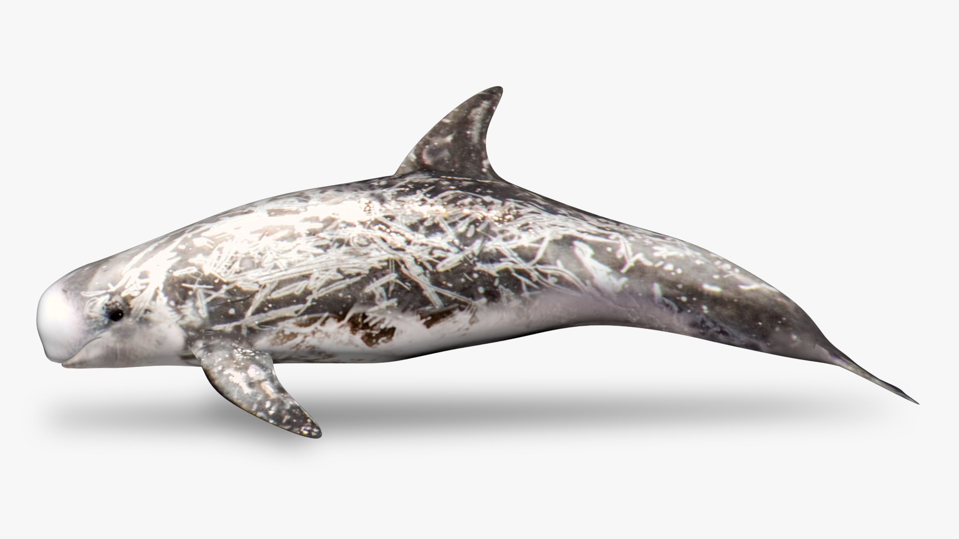 3D Risso S Dolphin - TurboSquid 1790155