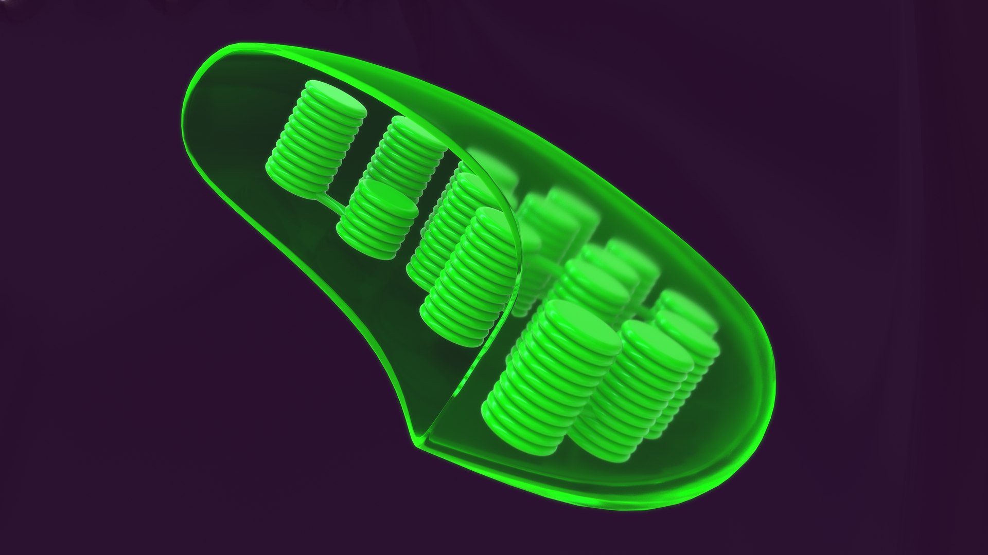 3D Microvilli Cell Model - TurboSquid 2187661