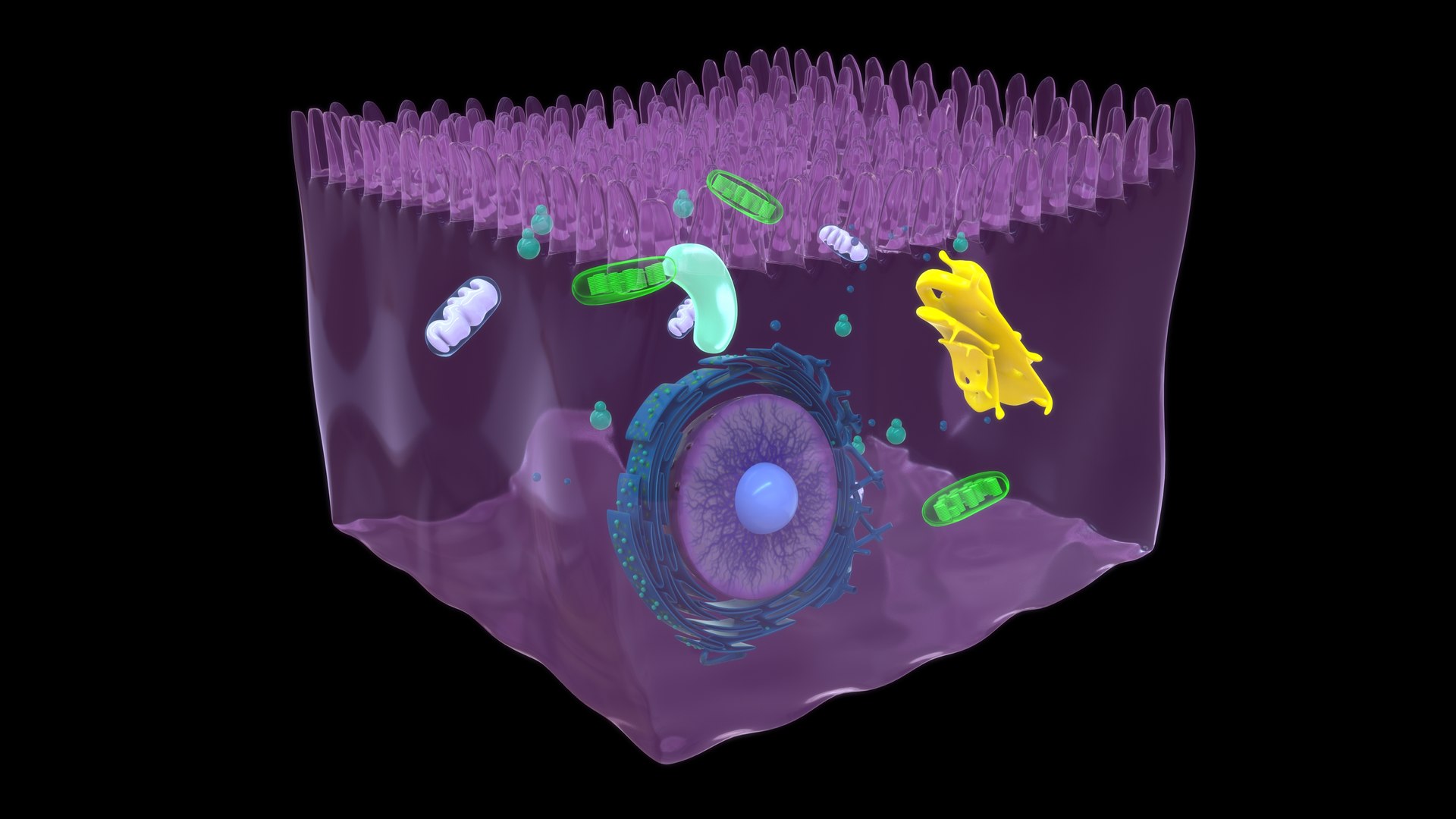 3D Microvilli Cell Model - TurboSquid 2187661