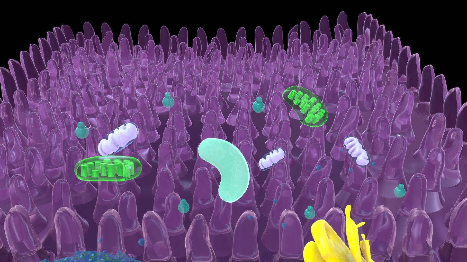 3D Microvilli Cell Model - TurboSquid 2187661