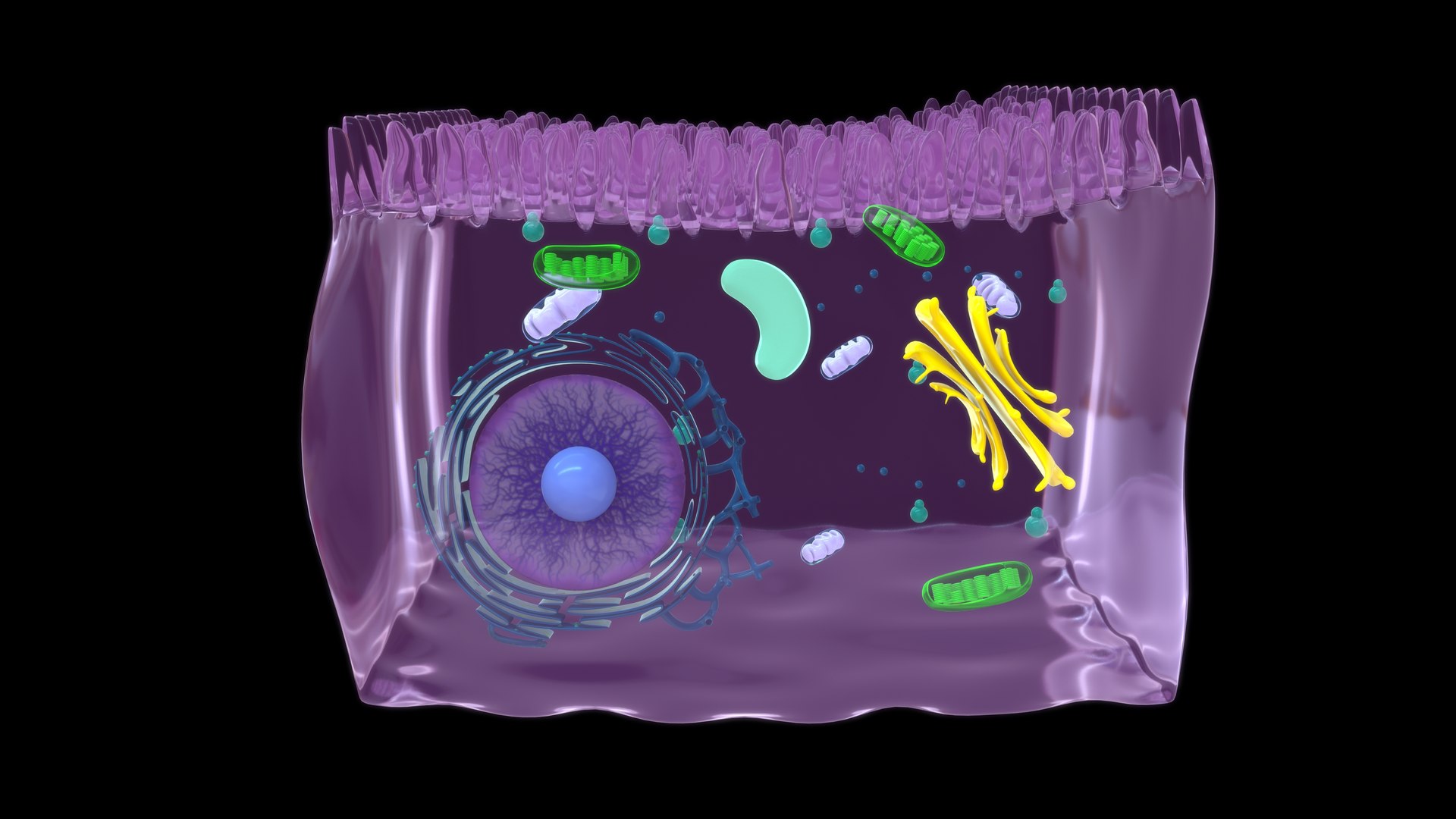 3D Microvilli Cell Model - TurboSquid 2187661