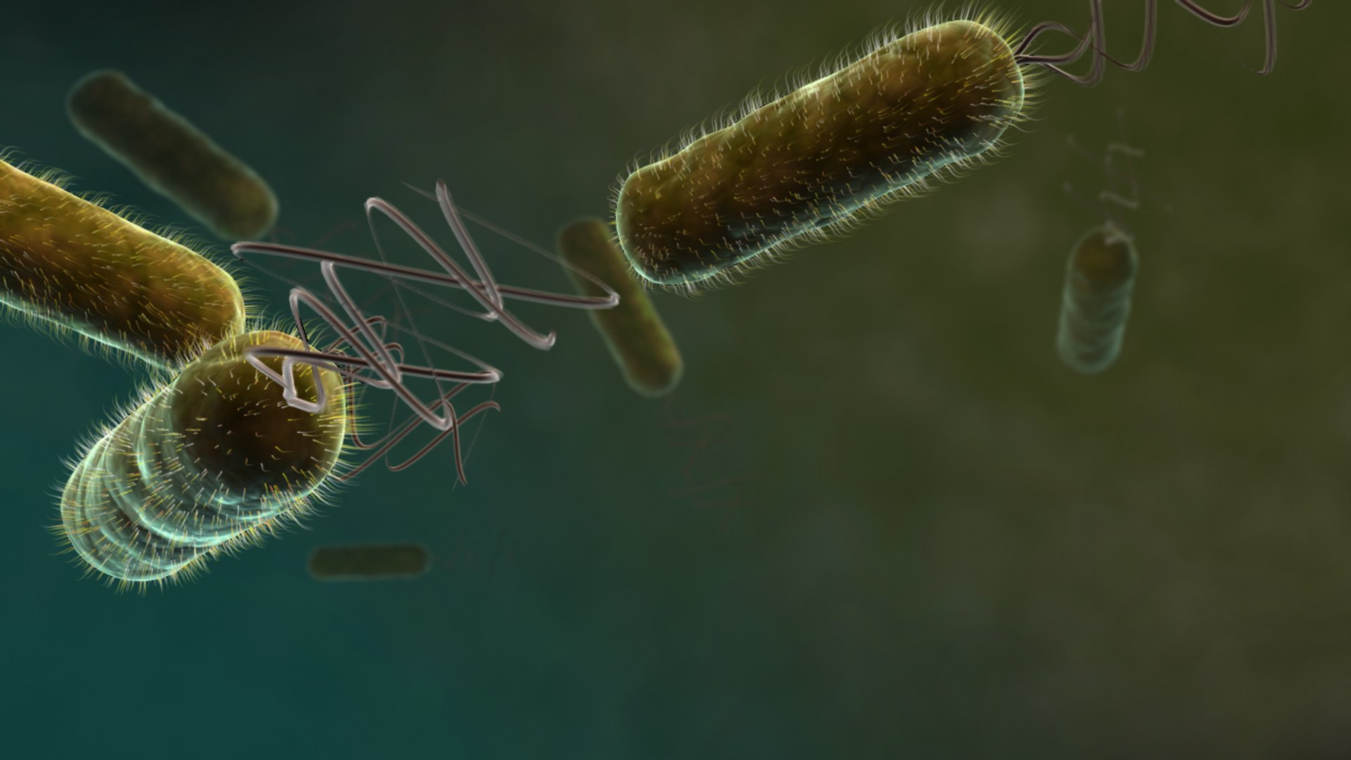 3d Model Ecoli Bacteria